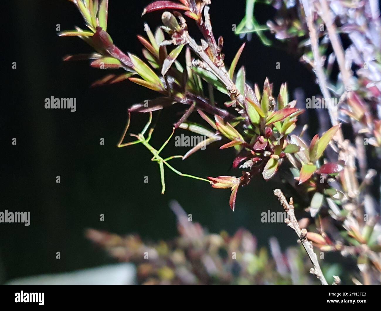 Stick Insects (Phasmida Stock Photo - Alamy