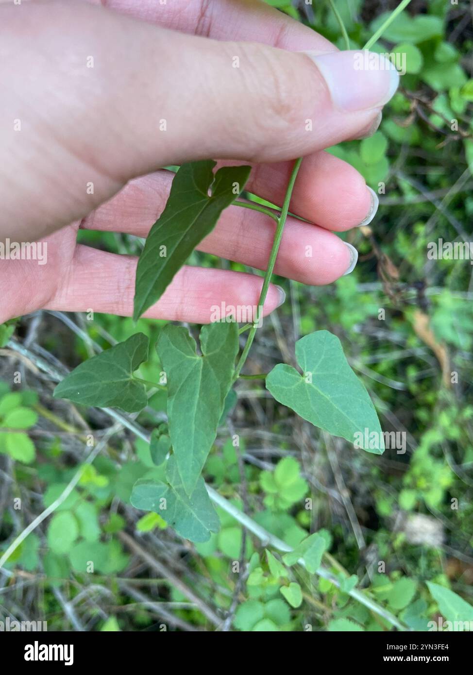 Pacific False Bindweed (Calystegia purpurata Stock Photo - Alamy