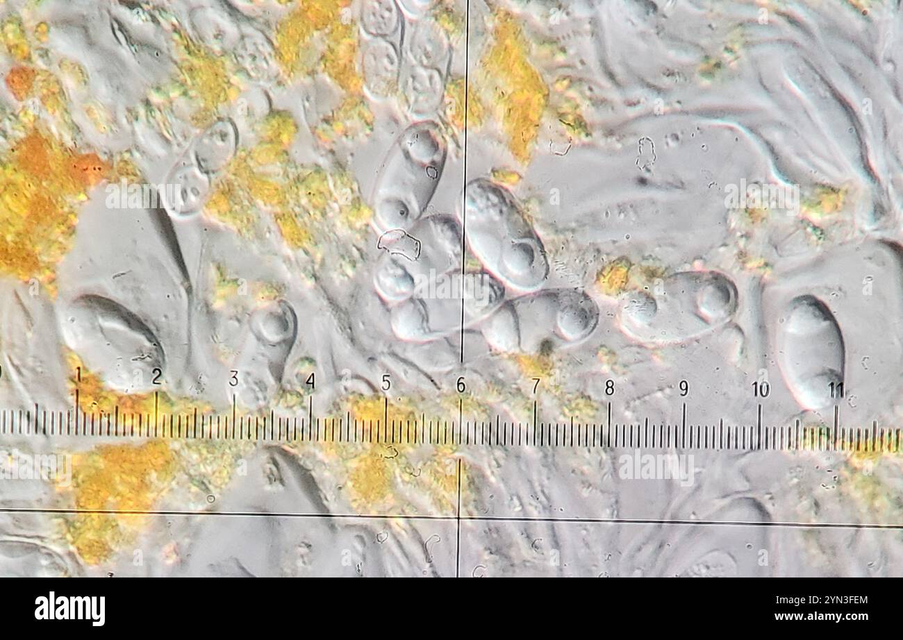 Firedot Lichen (Athallia holocarpa Stock Photo - Alamy