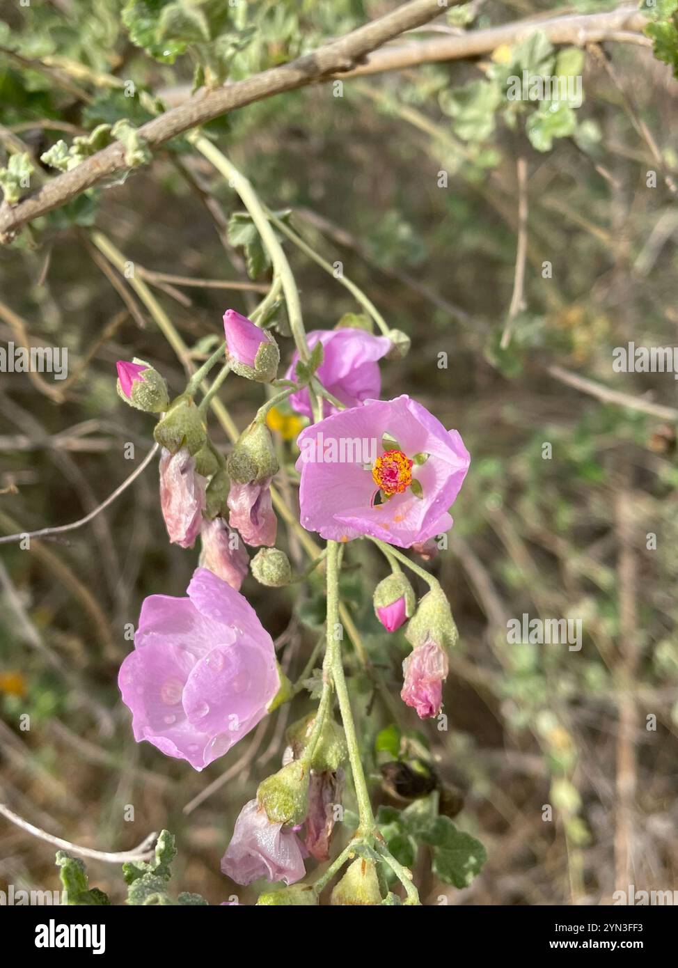 southern coastal bushmallow (Malacothamnus fasciculatus Stock Photo - Alamy