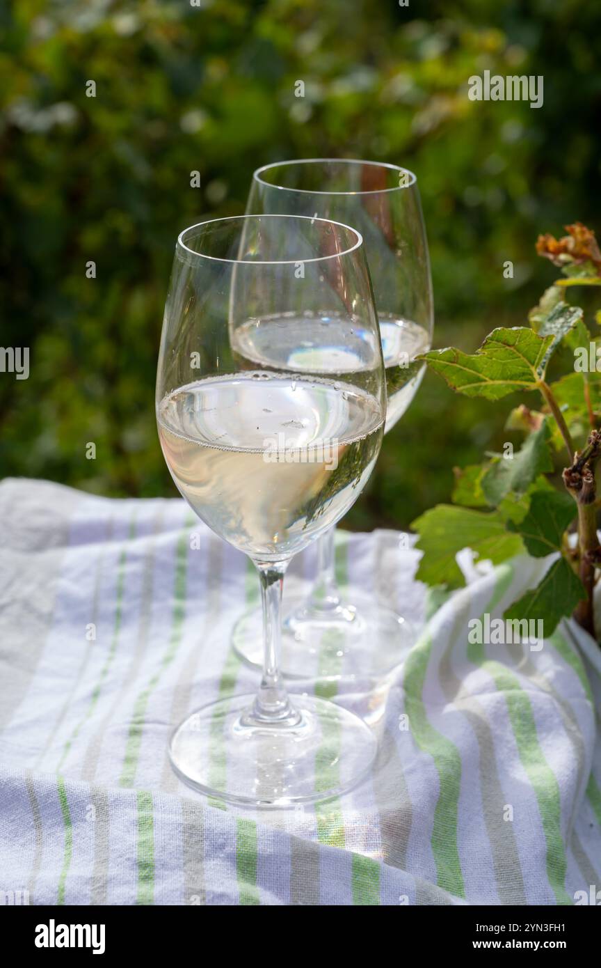 Tasting of grand cru sparkling brut white wine champagne on sunny ...