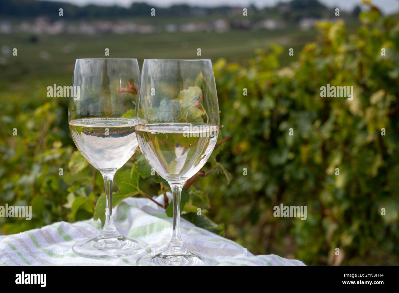 Tasting of grand cru sparkling brut white wine champagne on sunny ...