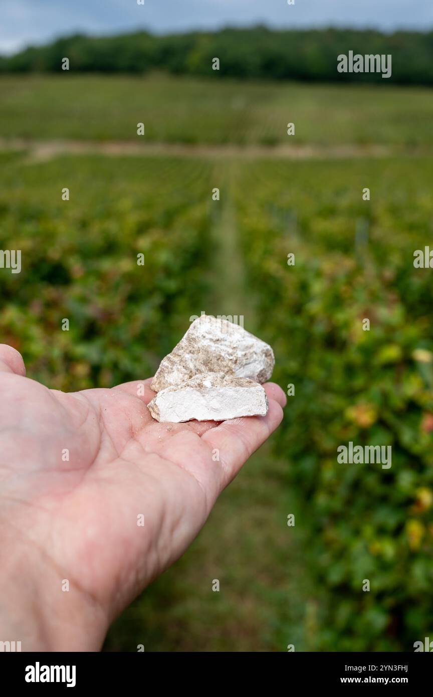 Hand with sample of white chalk stones soil of grand cru champagne wine ...