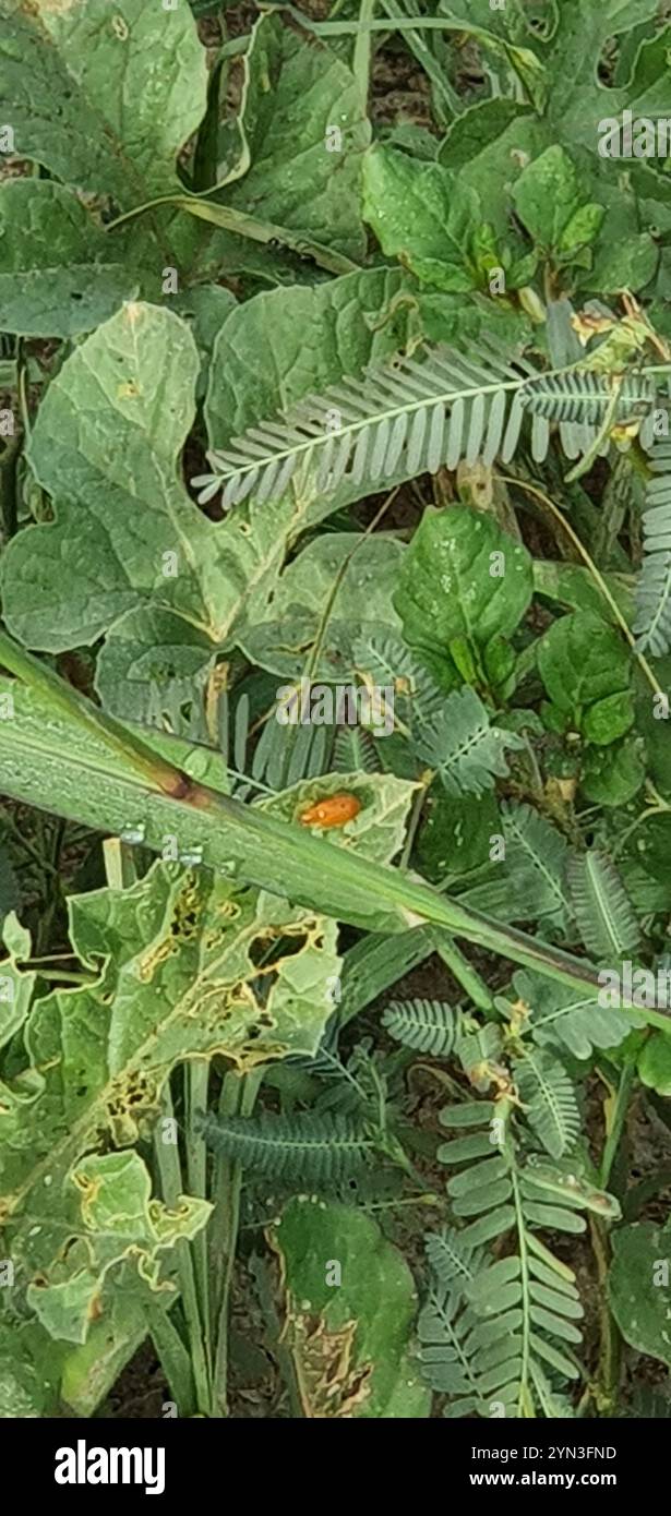 Aulacophora hi-res stock photography and images - Alamy