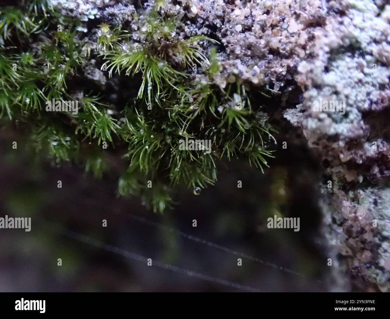 Silky Forklet-moss (Dicranella heteromalla Stock Photo - Alamy