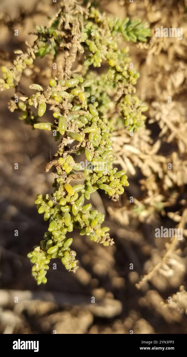 Mojave Seablite (Suaeda nigra Stock Photo - Alamy