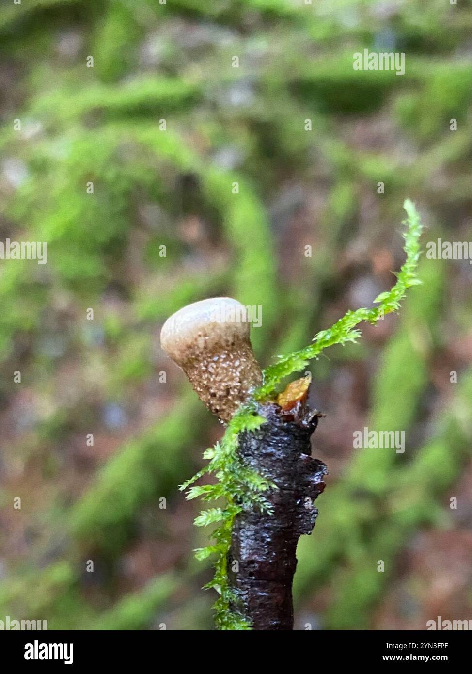 jellied bird's nest fungus (Nidula candida Stock Photo - Alamy