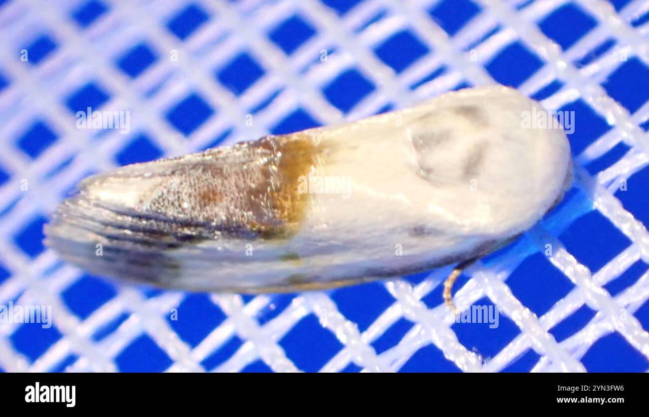 Acontia hi-res stock photography and images - Alamy