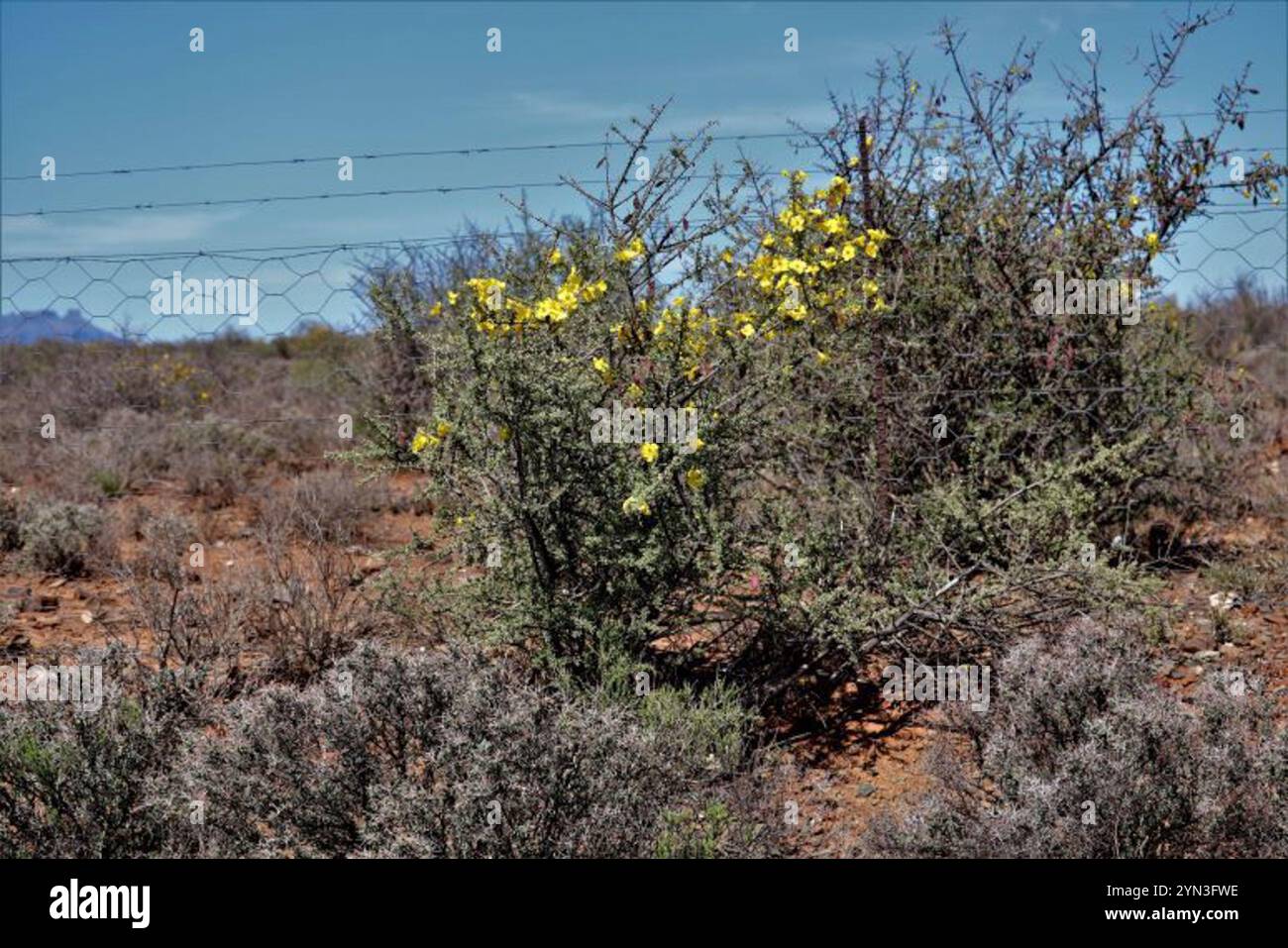 Karoo rhigozum hi-res stock photography and images - Alamy