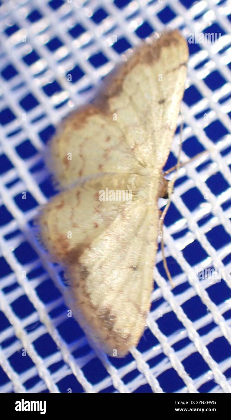 Geometer Moths (Geometridae Stock Photo - Alamy