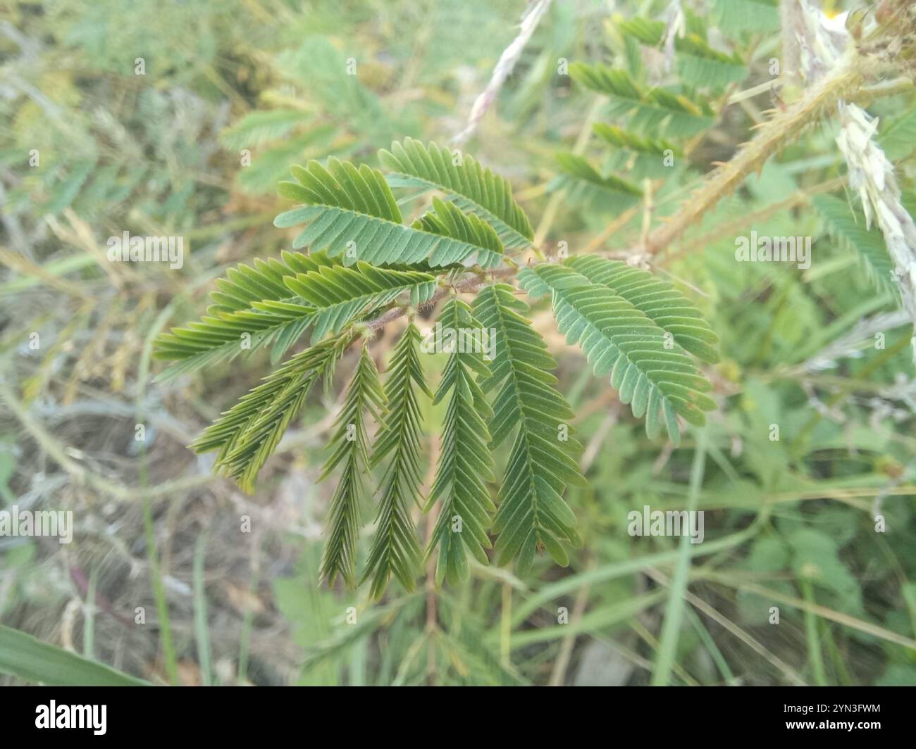 giant false sensitive plant (Mimosa diplotricha Stock Photo - Alamy