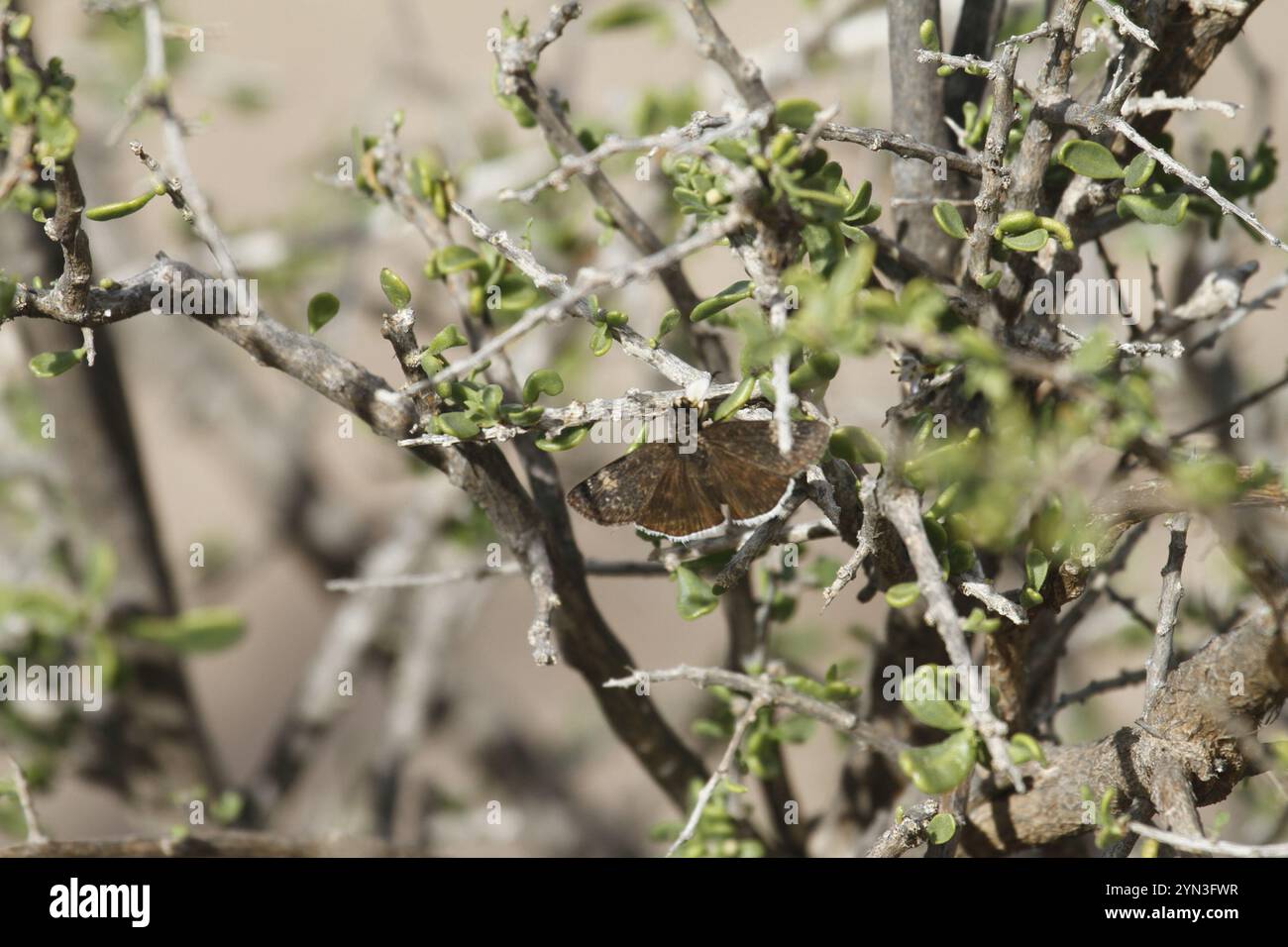 Funereal Duskywing (Erynnis funeralis Stock Photo - Alamy