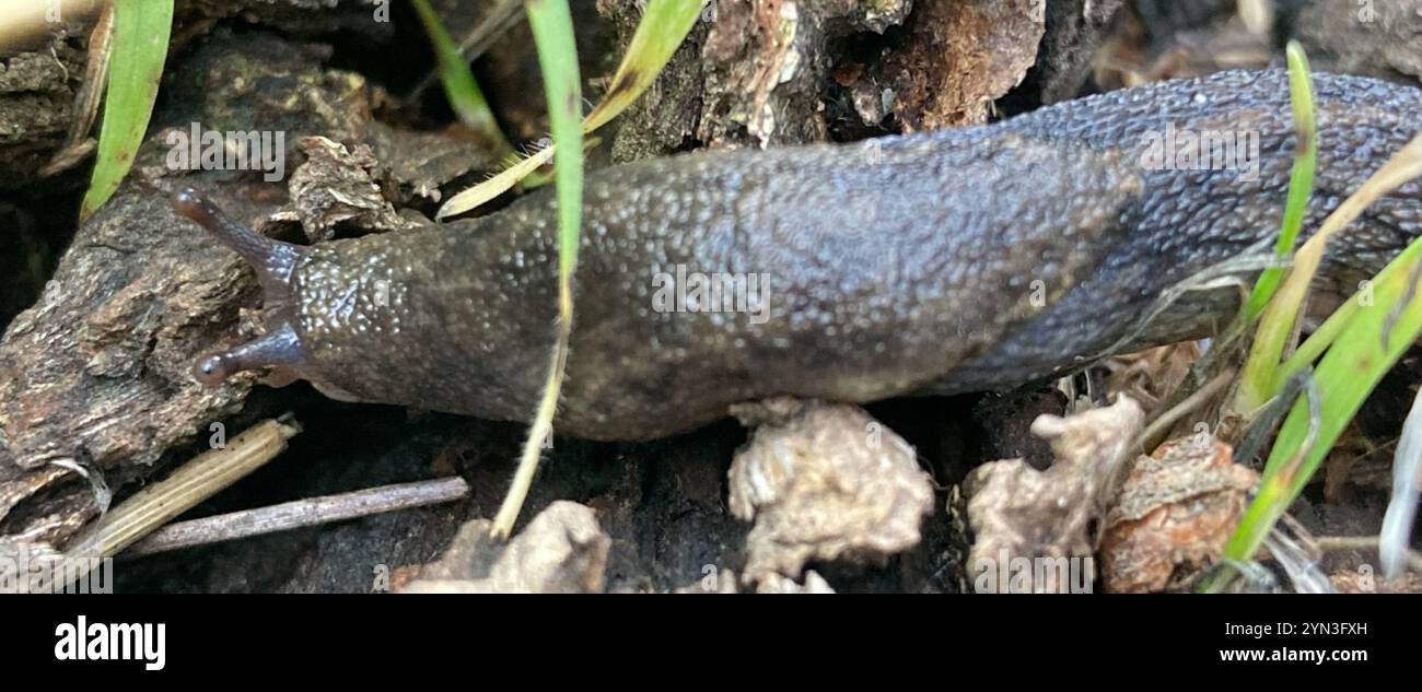 Taildropper Slugs (Prophysaon Stock Photo - Alamy