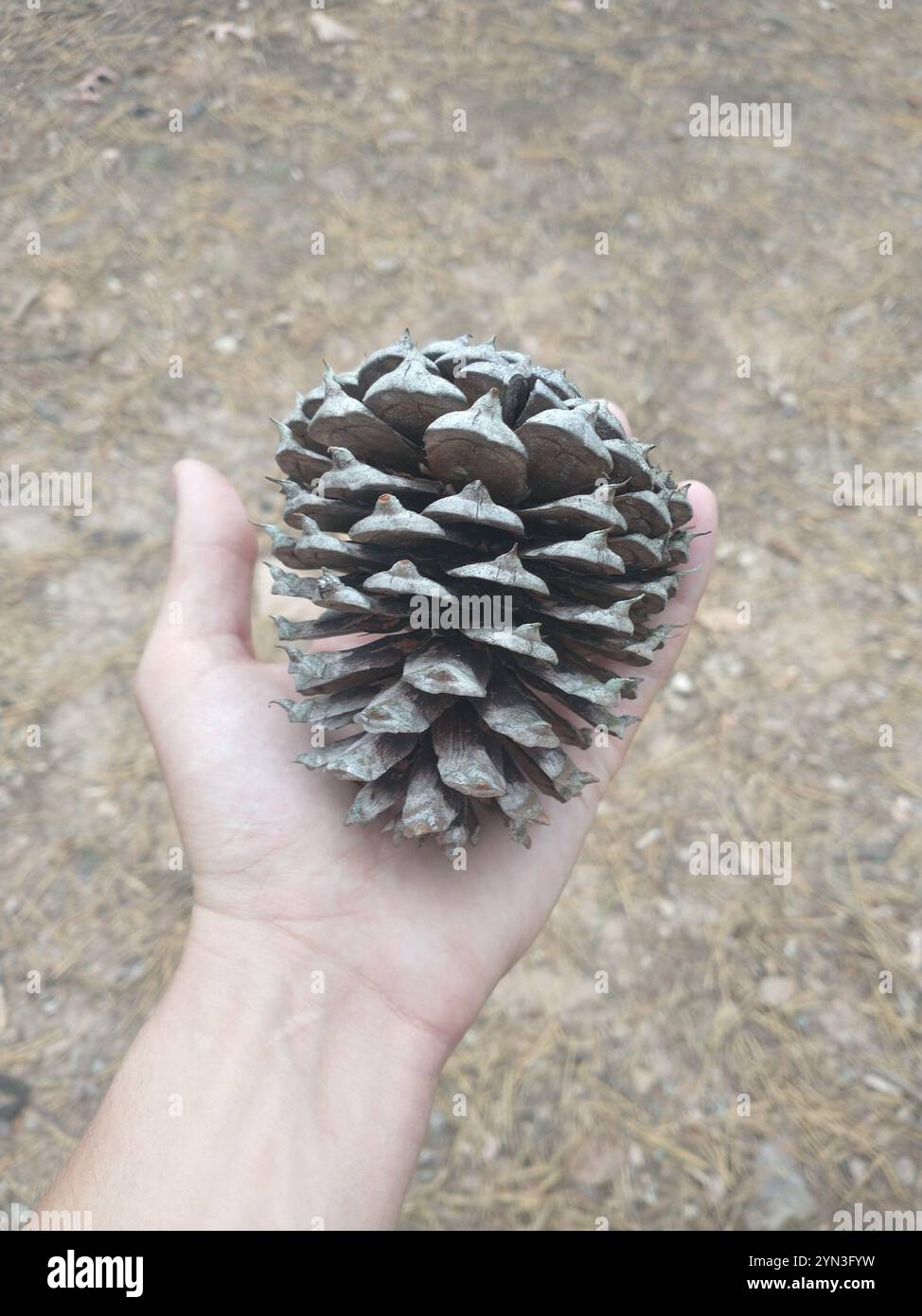 Table Mountain pine (Pinus pungens Stock Photo - Alamy