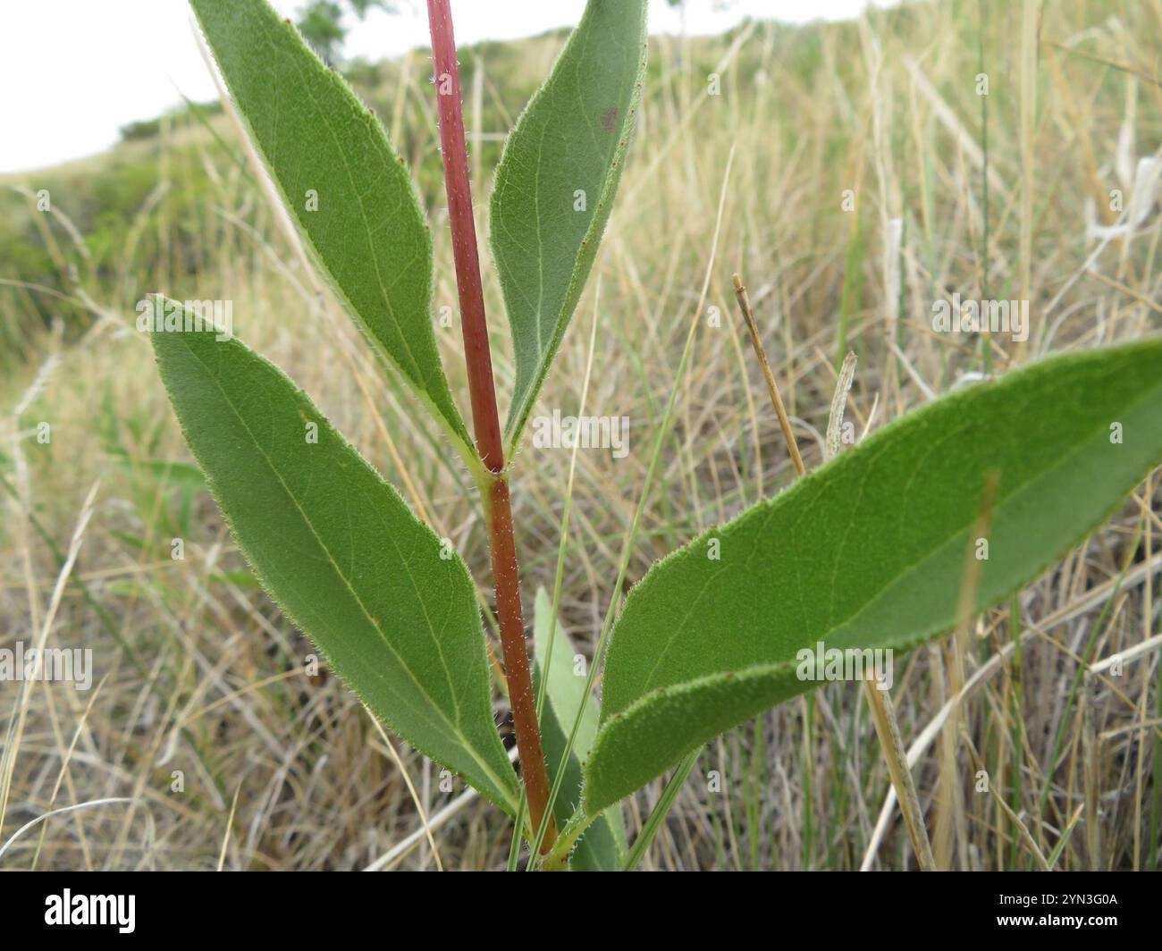 Stiff Sunflower (Helianthus pauciflorus Stock Photo - Alamy