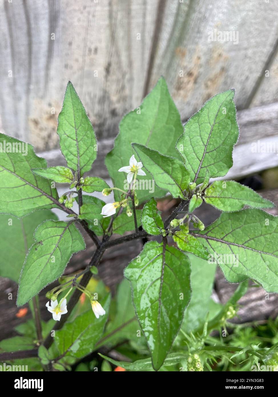 black nightshade (Solanum nigrum Stock Photo - Alamy
