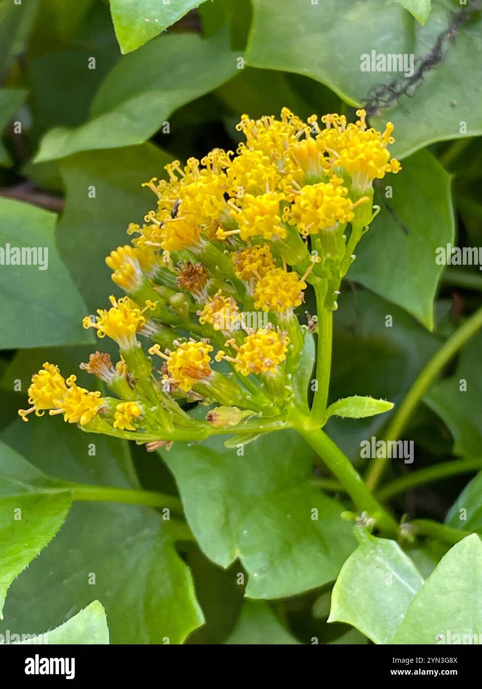 Delairea hi-res stock photography and images - Alamy