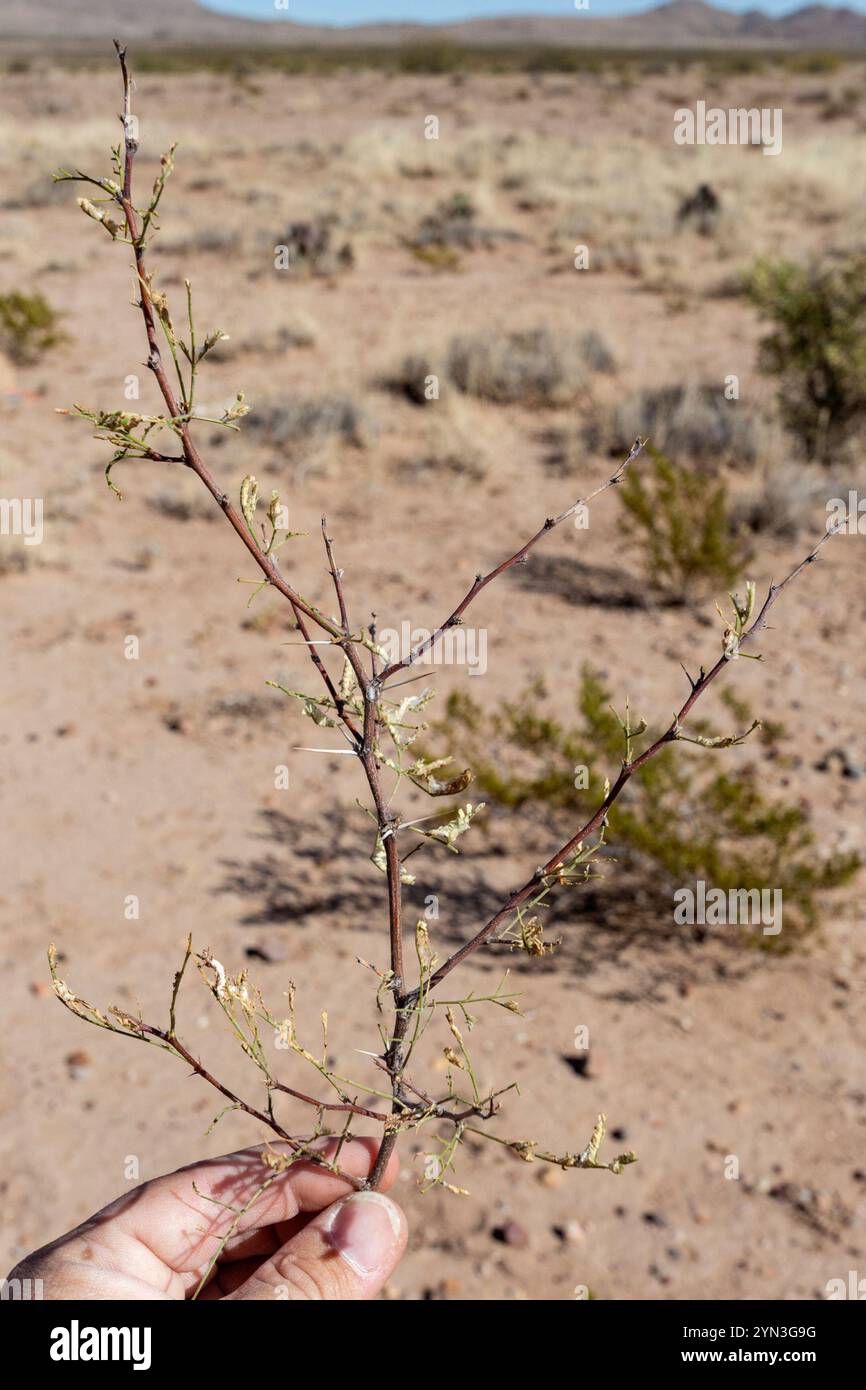 whitethorn acacia (Vachellia constricta Stock Photo - Alamy