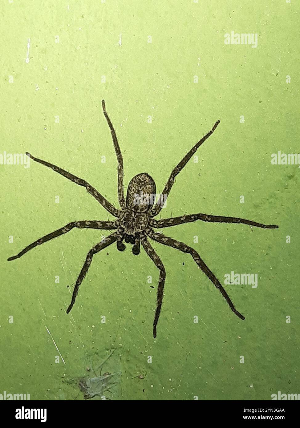Crescent-eyed Spiders (Selenops Stock Photo - Alamy