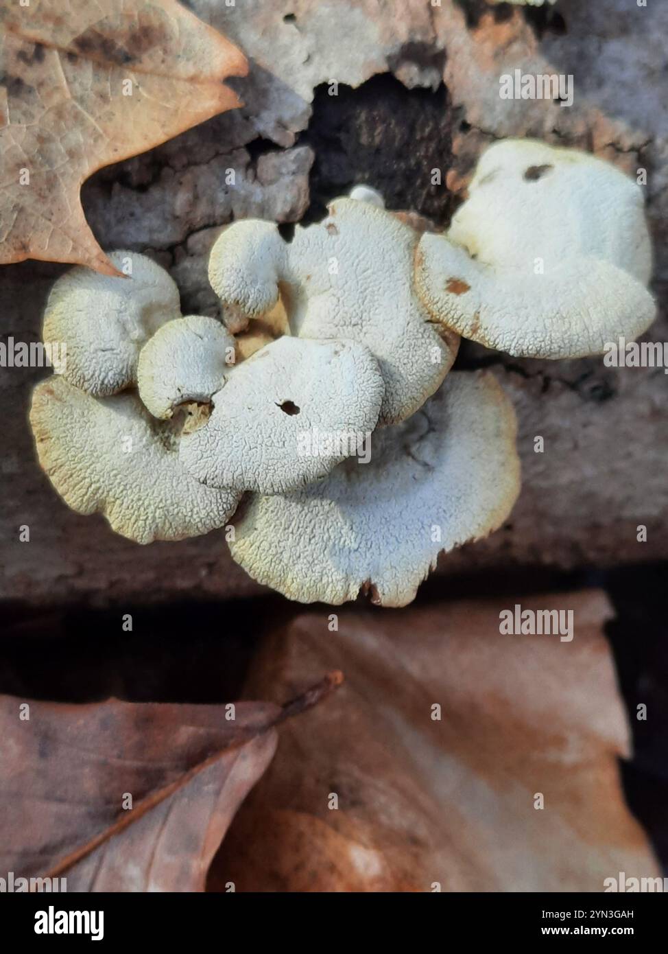 Luminescent Panellus (Panellus stipticus Stock Photo - Alamy