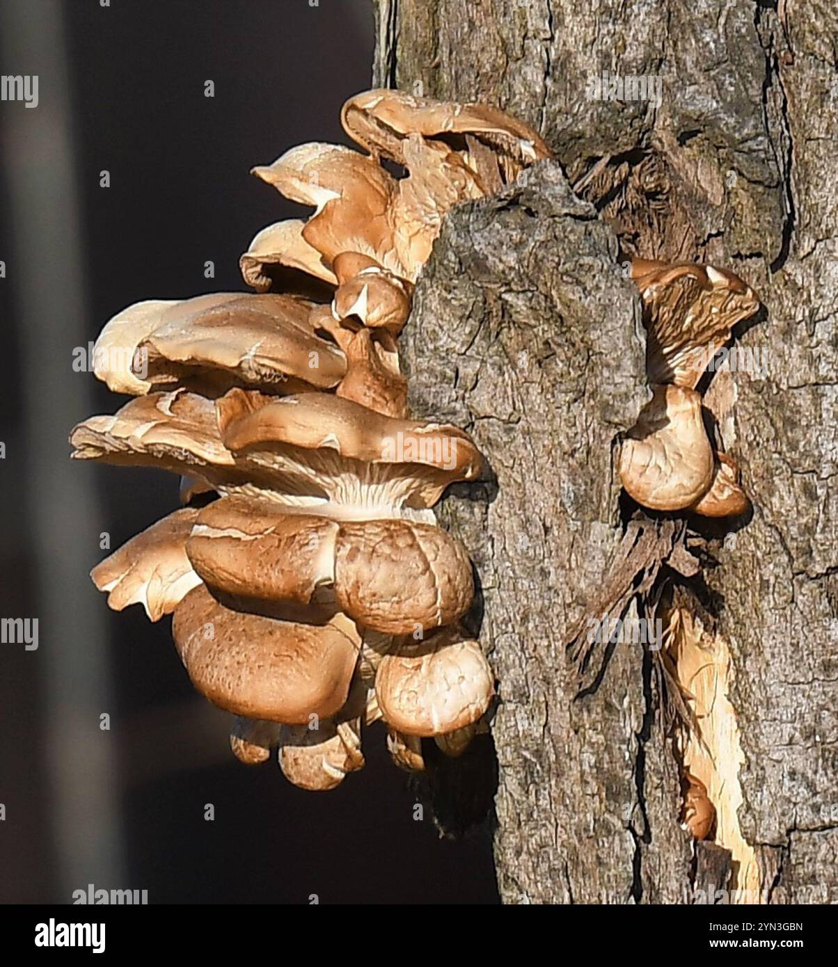 Oyster Mushroom (Pleurotus ostreatus Stock Photo - Alamy