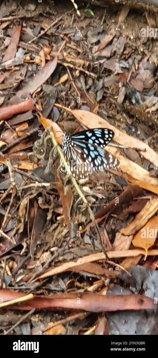 Tirumala hamata hi-res stock photography and images - Alamy