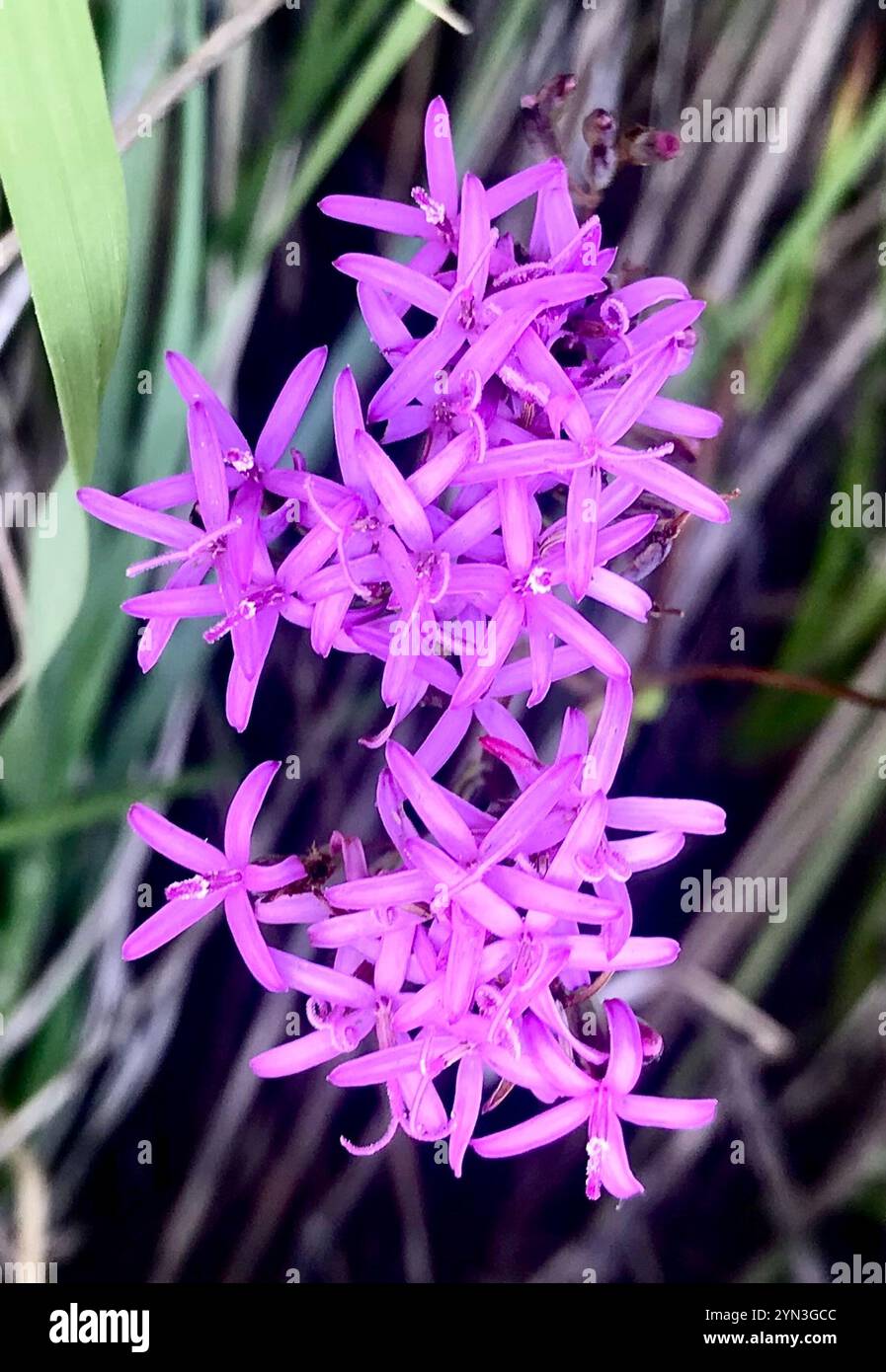 Corymbium hi-res stock photography and images - Alamy
