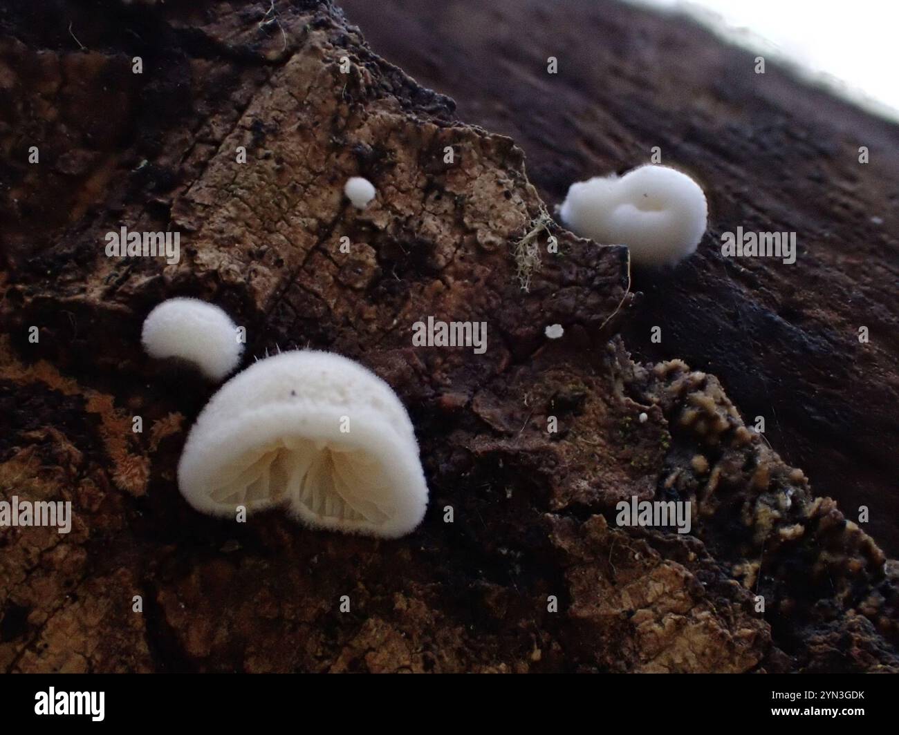 Variable Oysterling (Crepidotus variabilis Stock Photo - Alamy