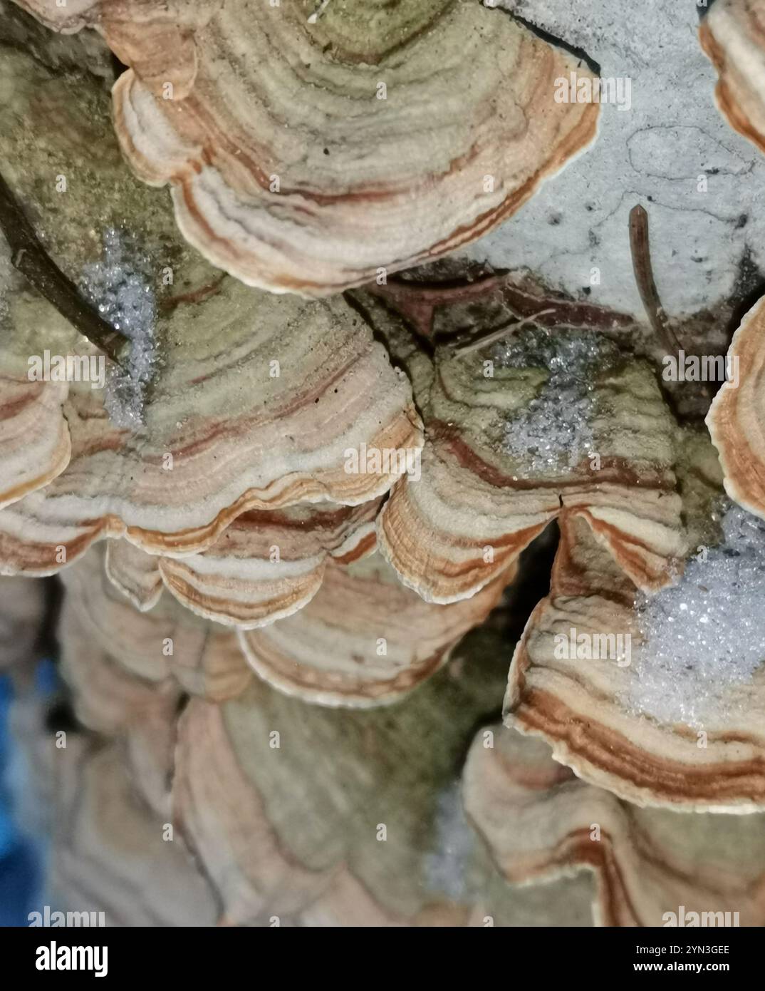 yellowing curtain crust (Stereum subtomentosum Stock Photo - Alamy