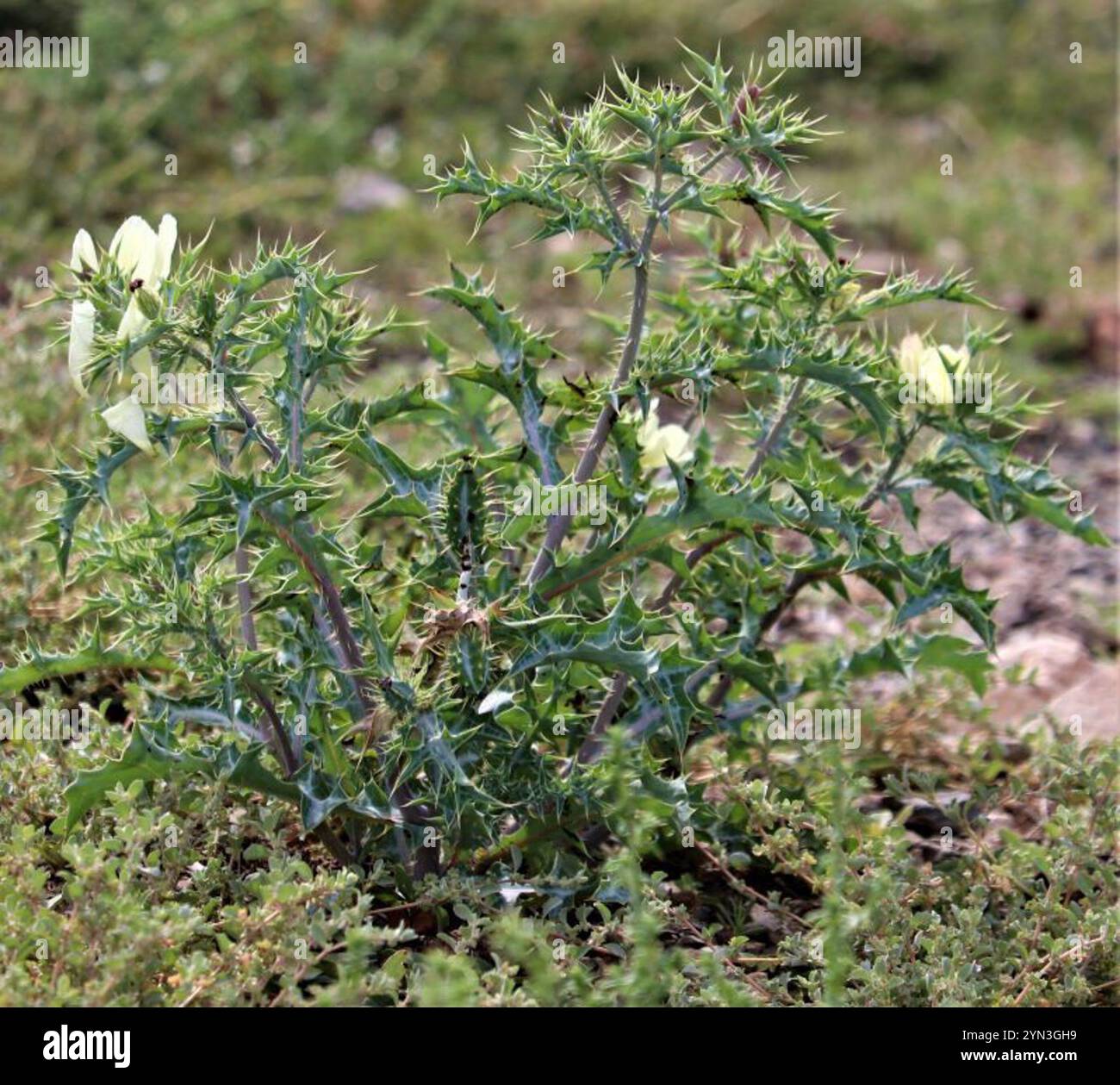Mexican Poppy (Argemone ochroleuca Stock Photo - Alamy