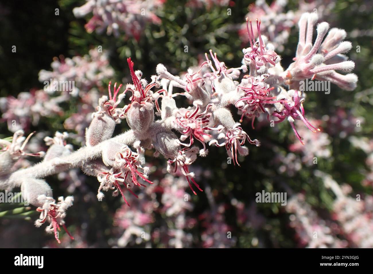 Longhead Sceptre (Paranomus dispersus Stock Photo - Alamy