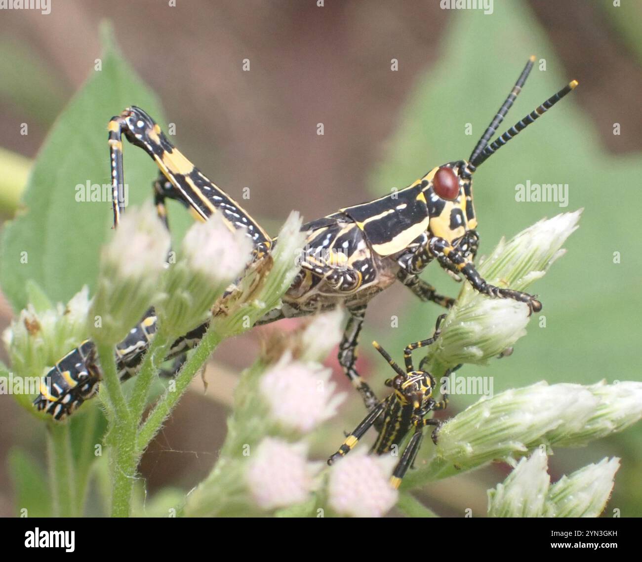 Variegated grasshopper (Zonocerus variegatus Stock Photo - Alamy