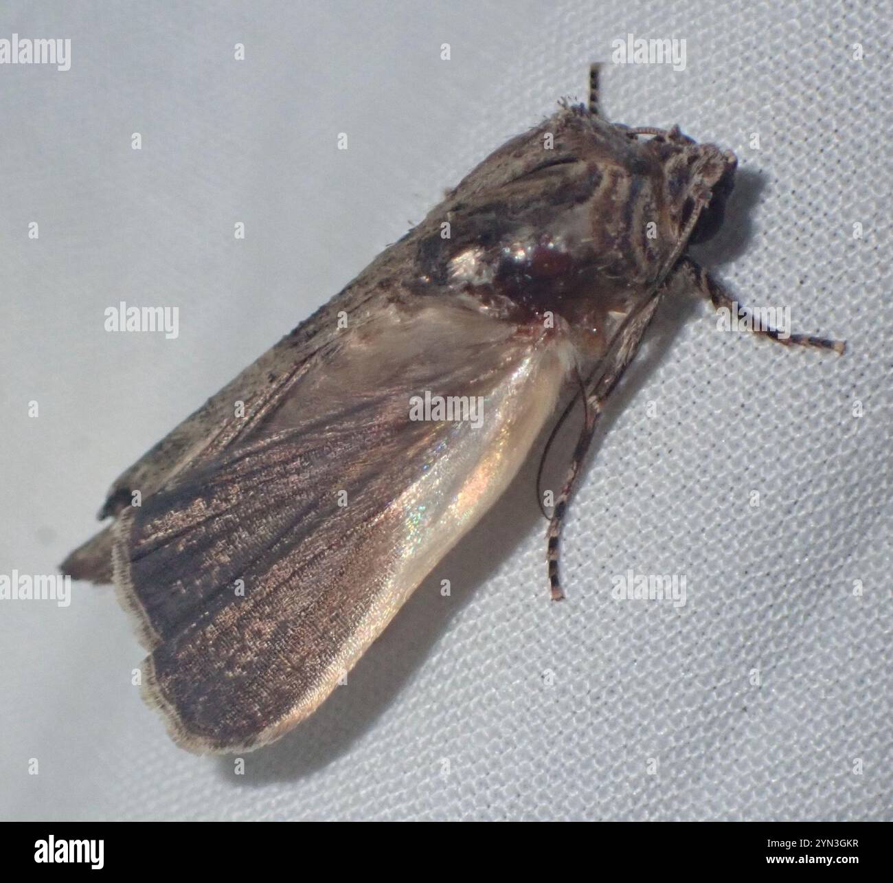 Cutworms and Dart Moths (Noctuinae Stock Photo - Alamy