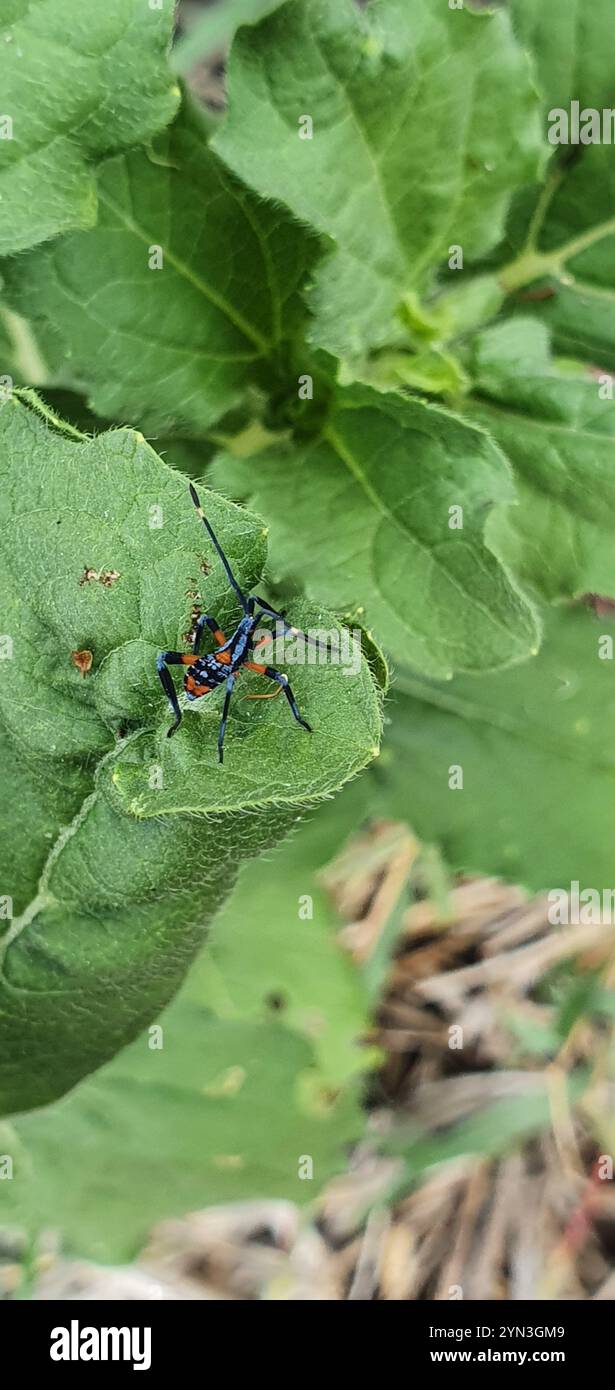 Common Gum-tree Bug (Amorbus robustus Stock Photo - Alamy