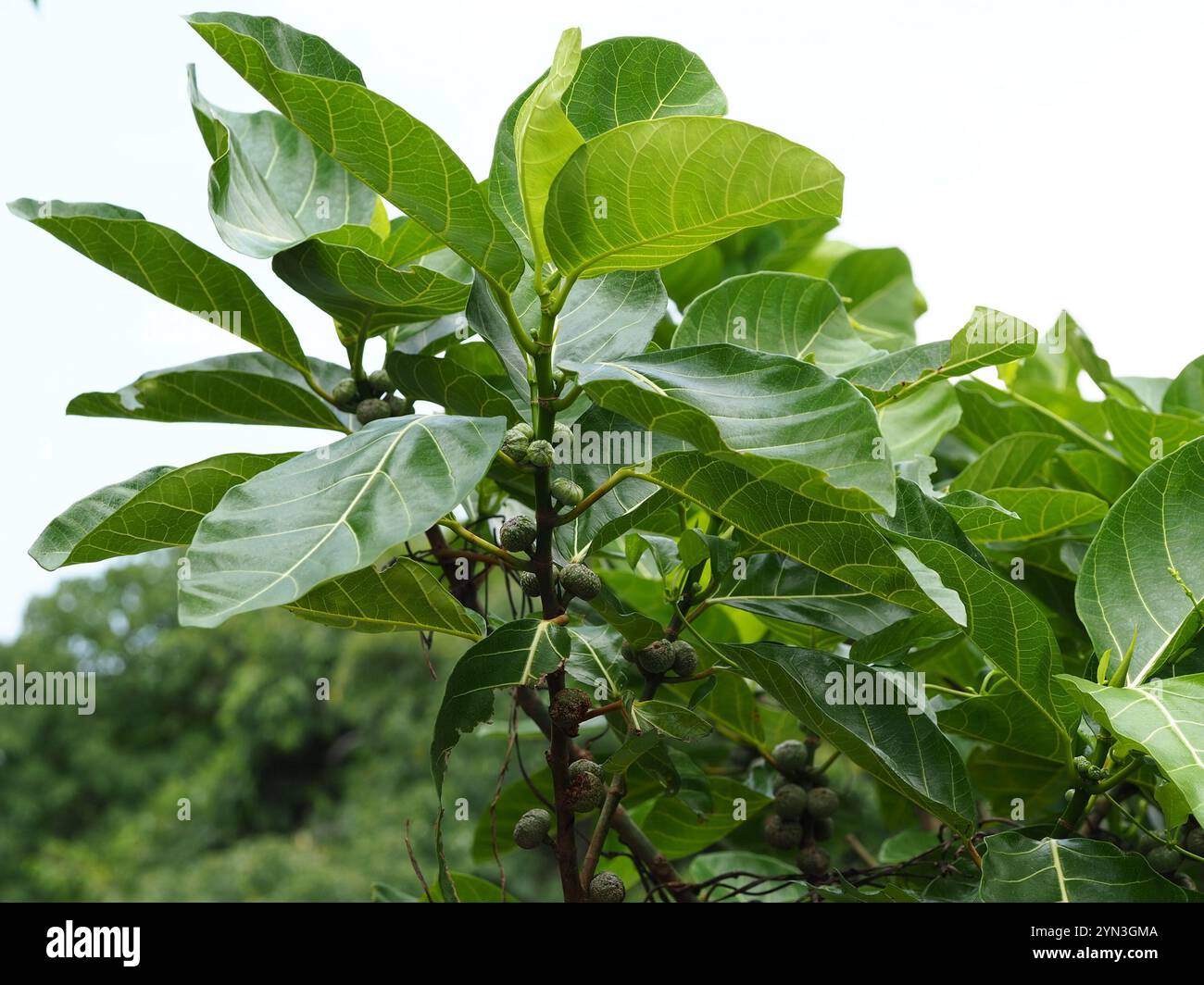Hauili fig tree (Ficus septica Stock Photo - Alamy