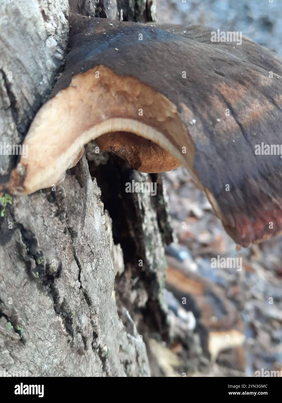 Resinous Polypore (Ischnoderma resinosum Stock Photo - Alamy
