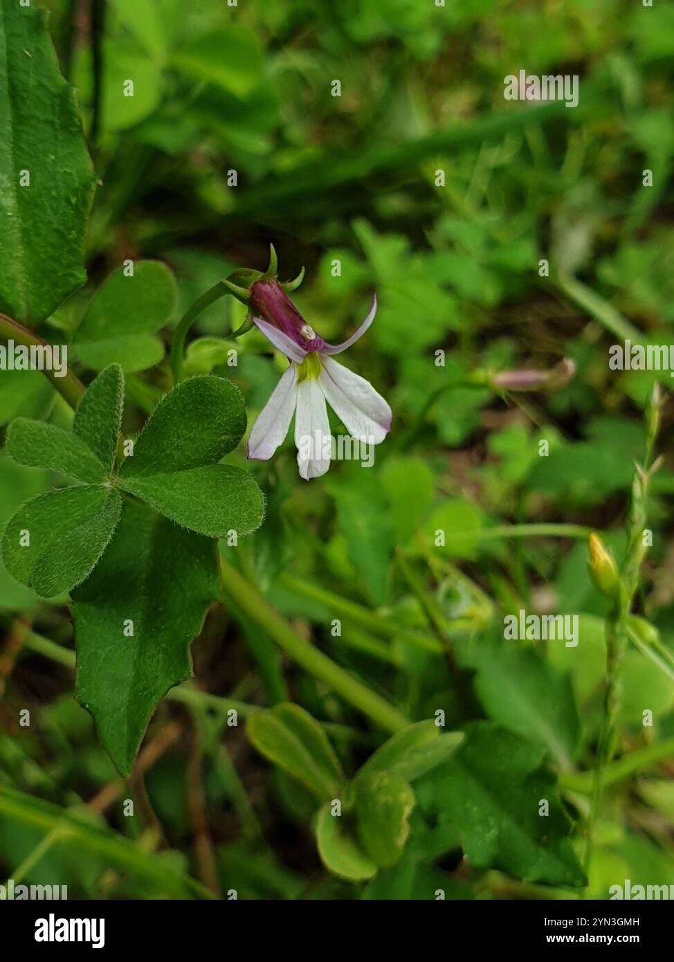 White Root (Lobelia purpurascens Stock Photo - Alamy
