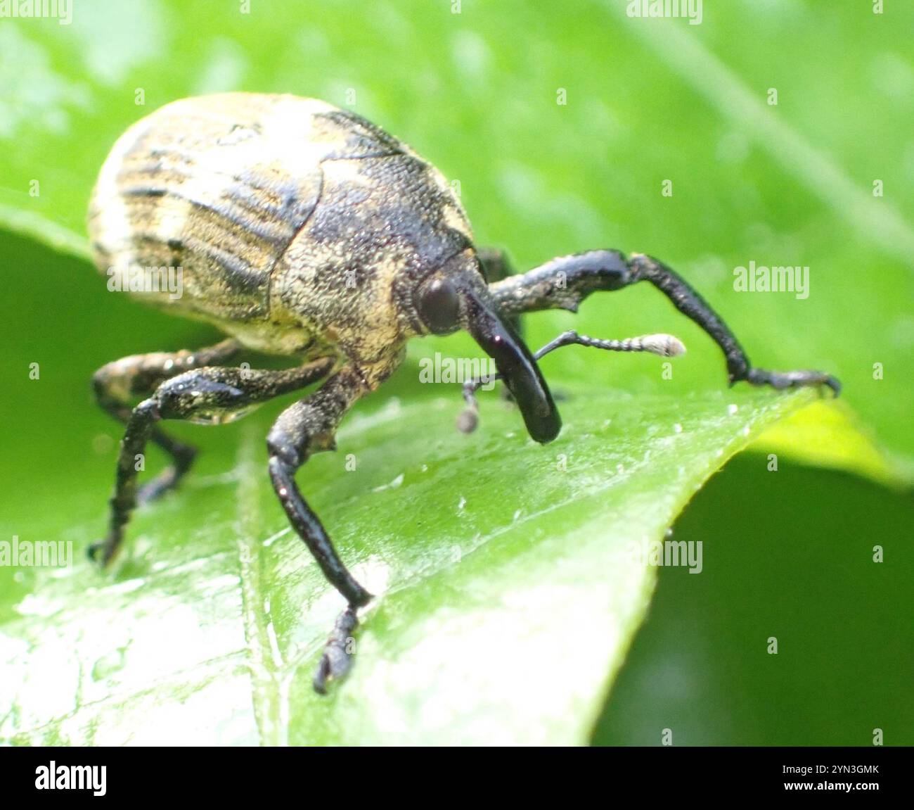 True Weevils (Curculionidae Stock Photo - Alamy