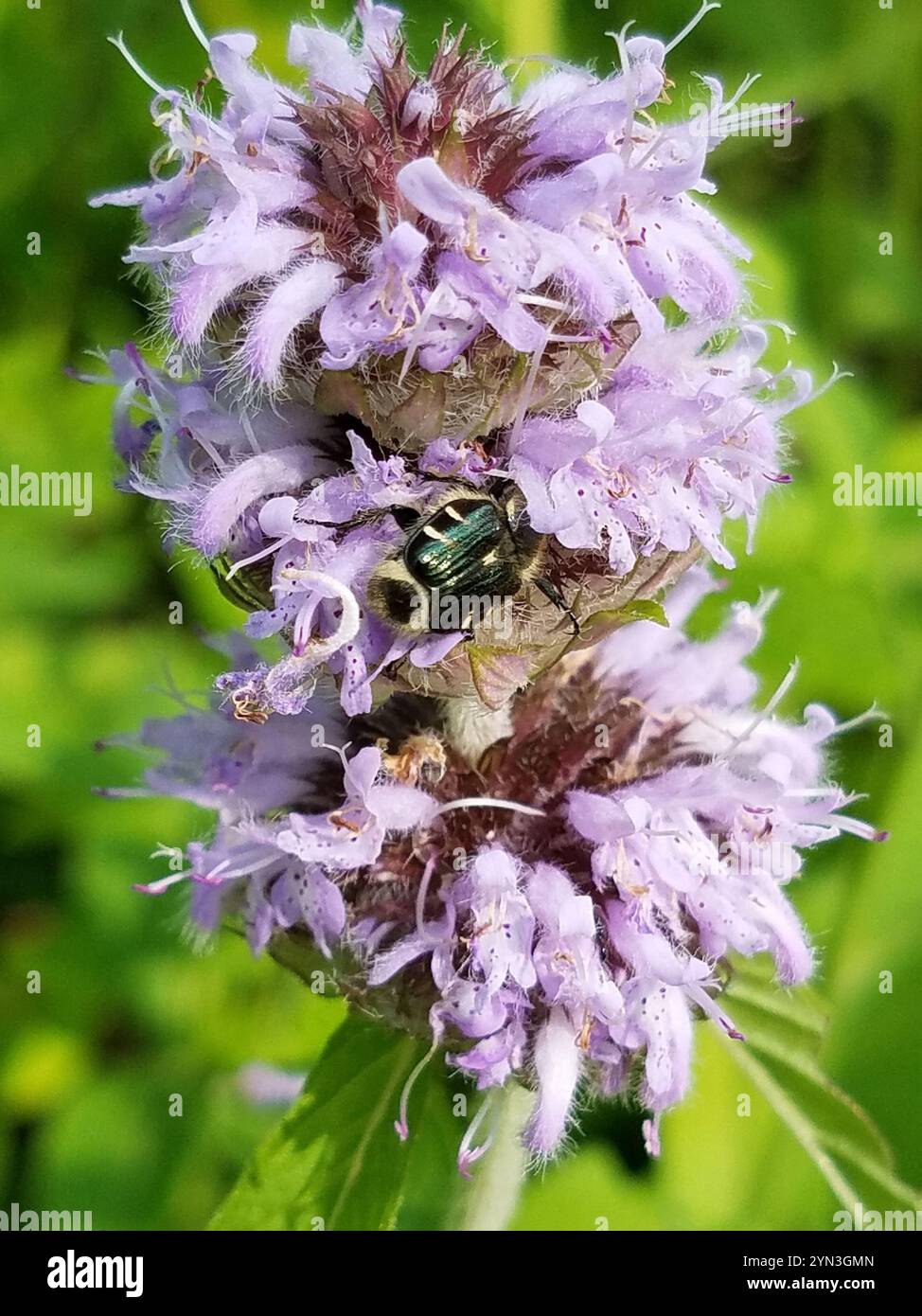 Bee-like Flower Scarab (Trichiotinus piger Stock Photo - Alamy