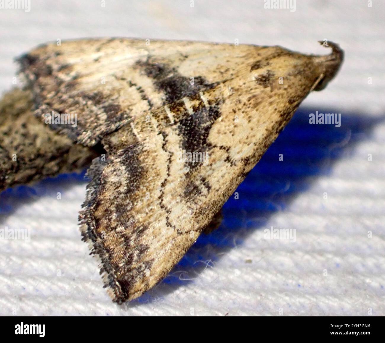 Underwing, Tiger, Tussock, and Allied Moths (Erebidae Stock Photo - Alamy