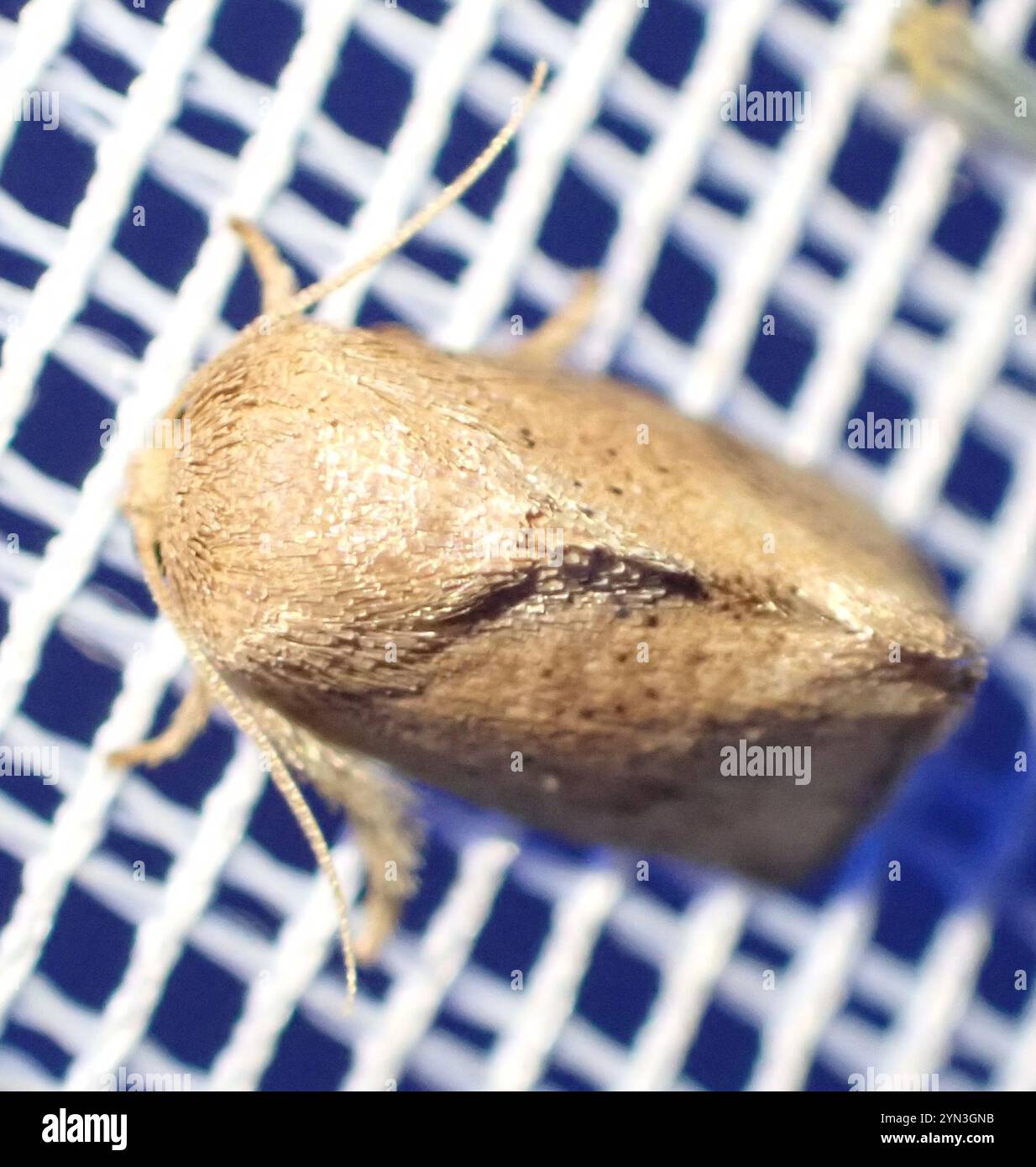 Slug Caterpillar Moths (Limacodidae Stock Photo - Alamy
