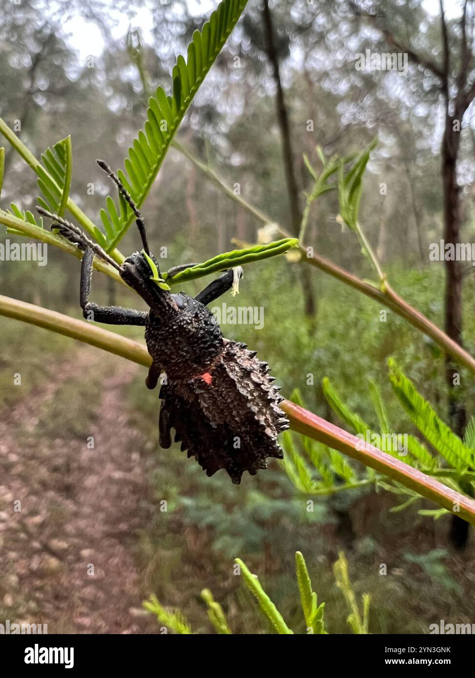 broad-back weevil (Leptopius duponti Stock Photo - Alamy