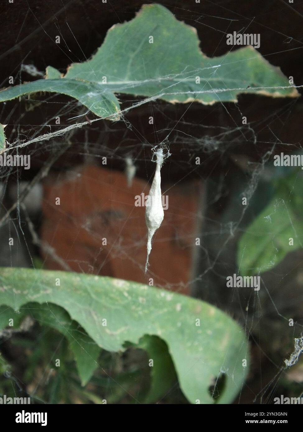 Walckenaer's Feather-legged Spider (Uloborus walckenaerius Stock Photo ...