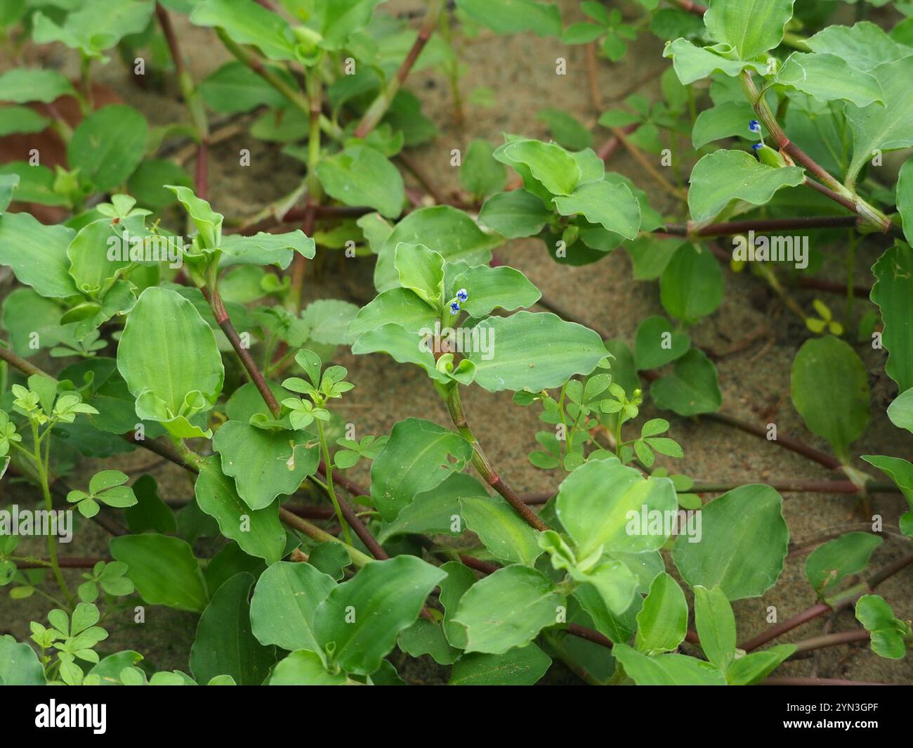 tropical spiderwort (Commelina benghalensis Stock Photo - Alamy