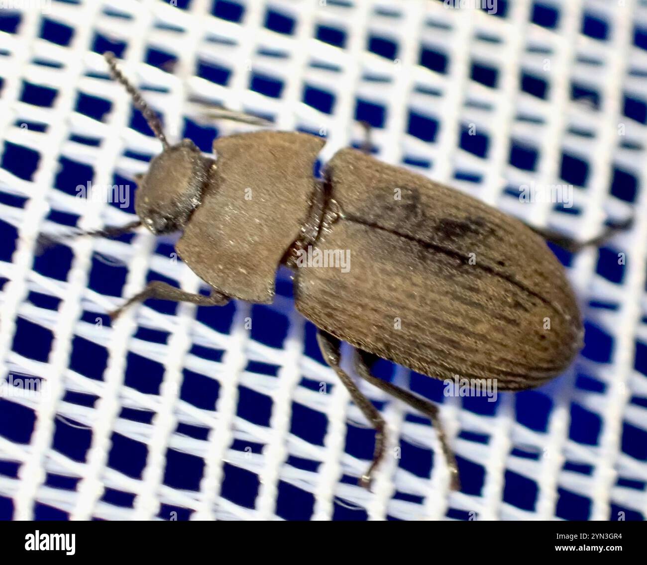 Dusty Surface Beetles (Gonocephalum Stock Photo - Alamy