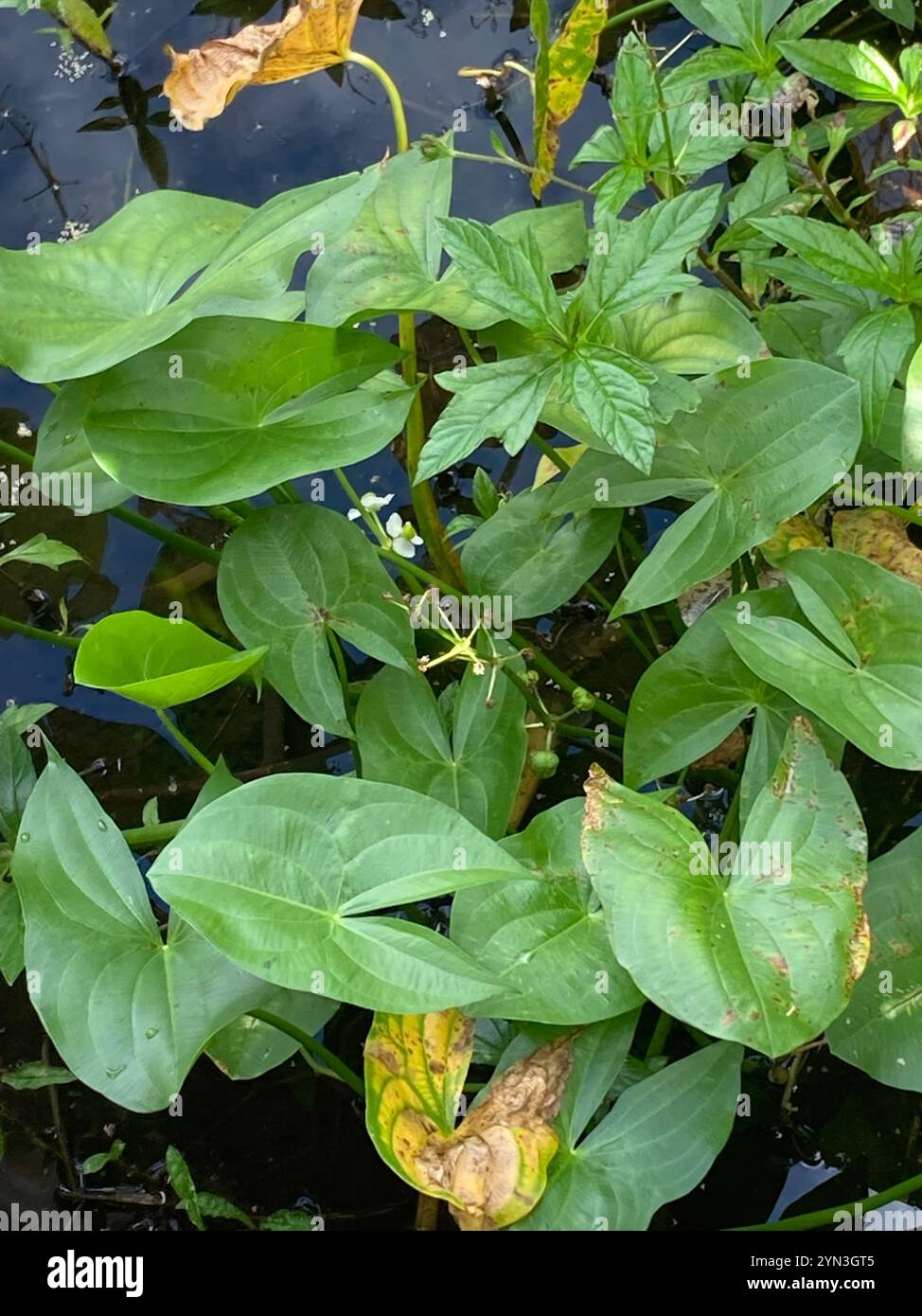 broadleaf arrowhead (Sagittaria latifolia Stock Photo - Alamy
