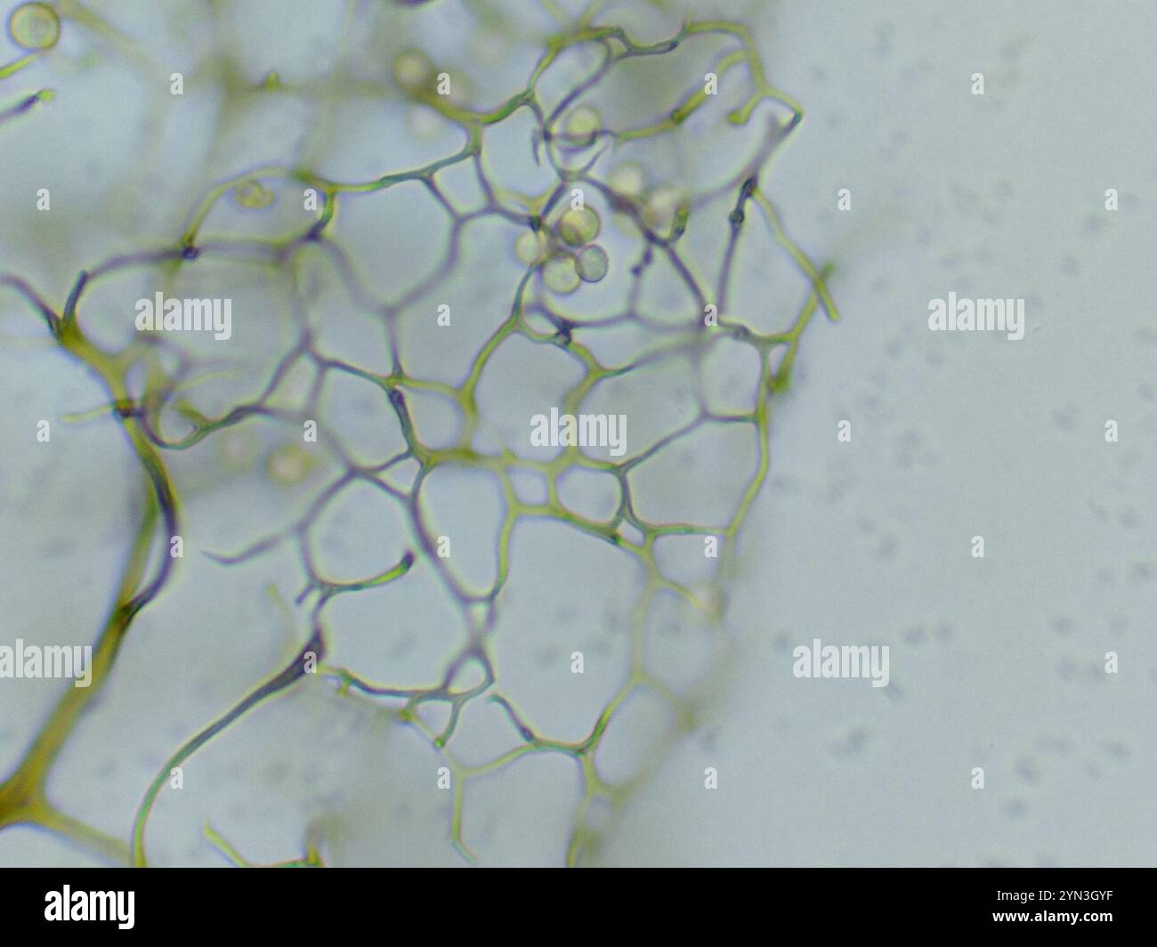 (Stemonitis axifera smithii Stock Photo - Alamy