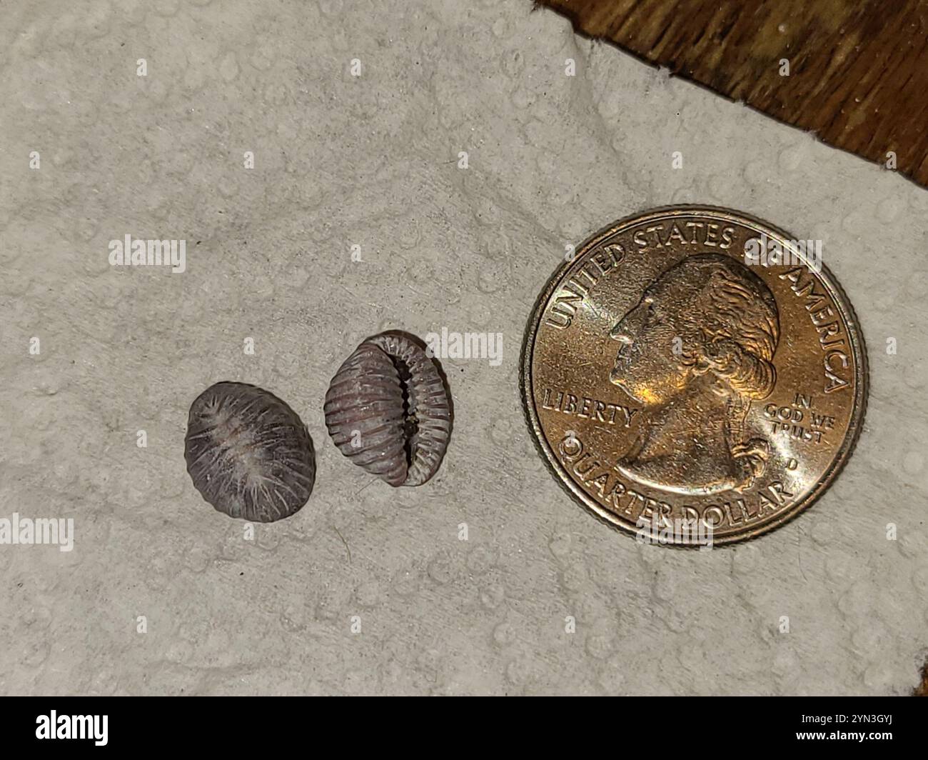 Coffee Bean Trivia (Pseudopusula californiana Stock Photo - Alamy