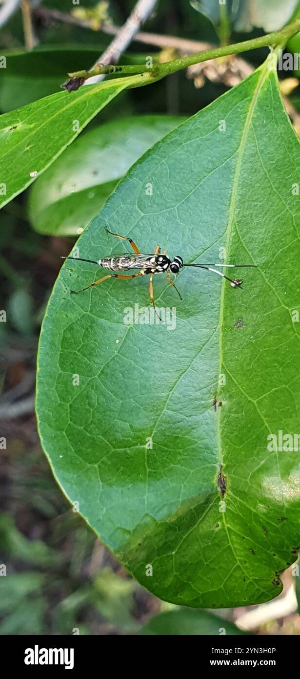 Cryptinae hi-res stock photography and images - Alamy