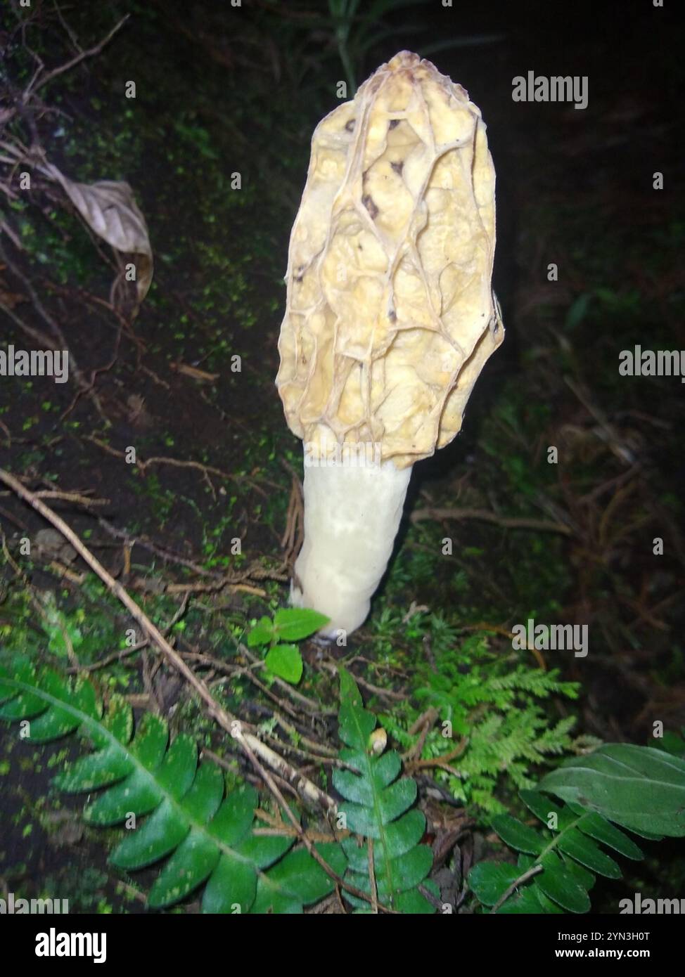 true morels (Morchella Stock Photo - Alamy